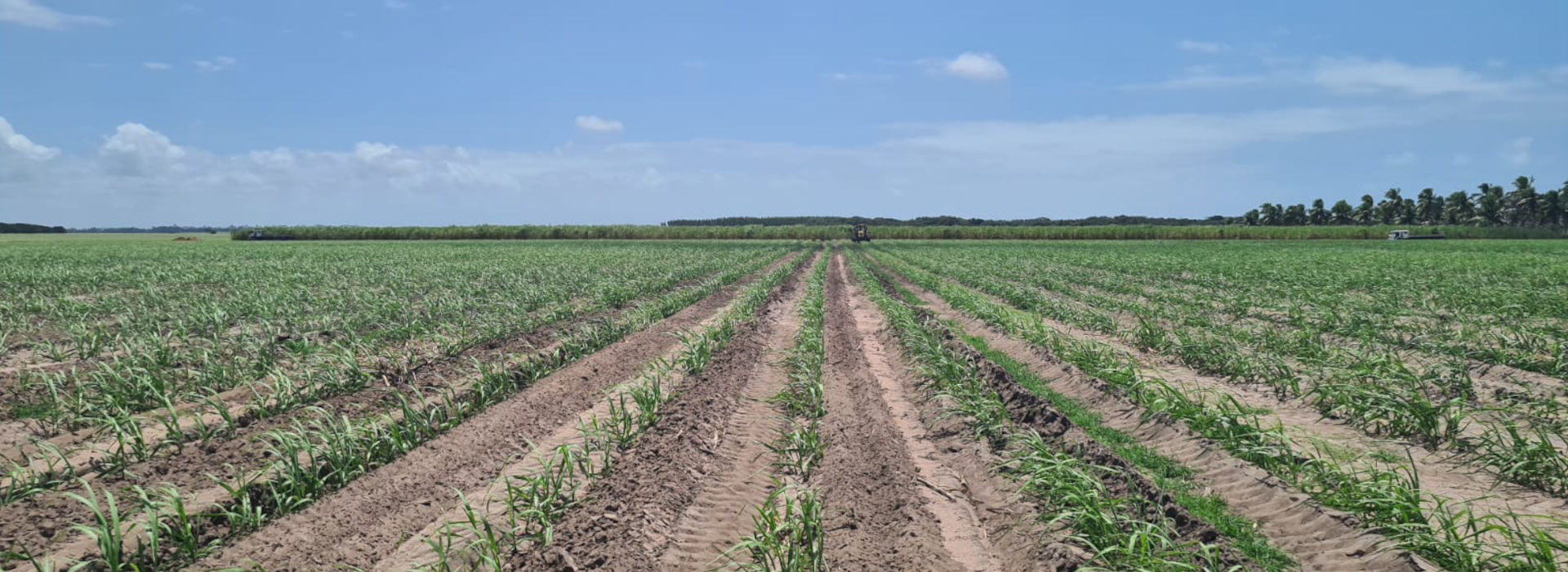 Conheça os produtores da Brasil que usam a Rivulis